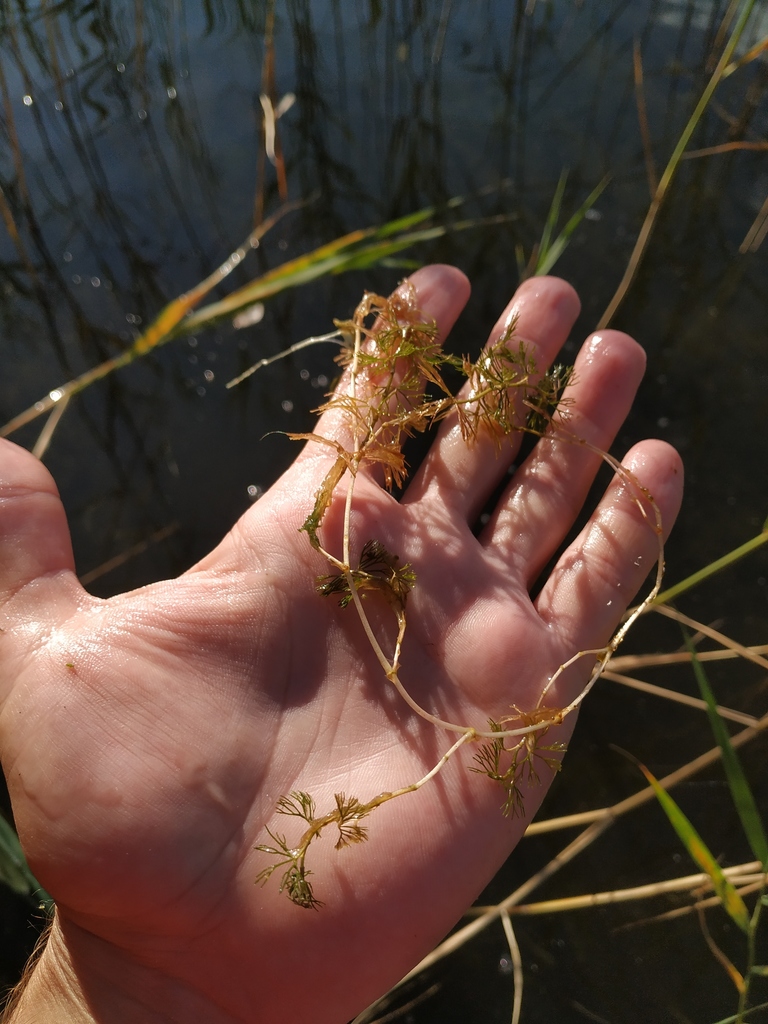 Fan-leaved Water-crowfoot from оз. Белое, Осташковский р-н, Тверская ...