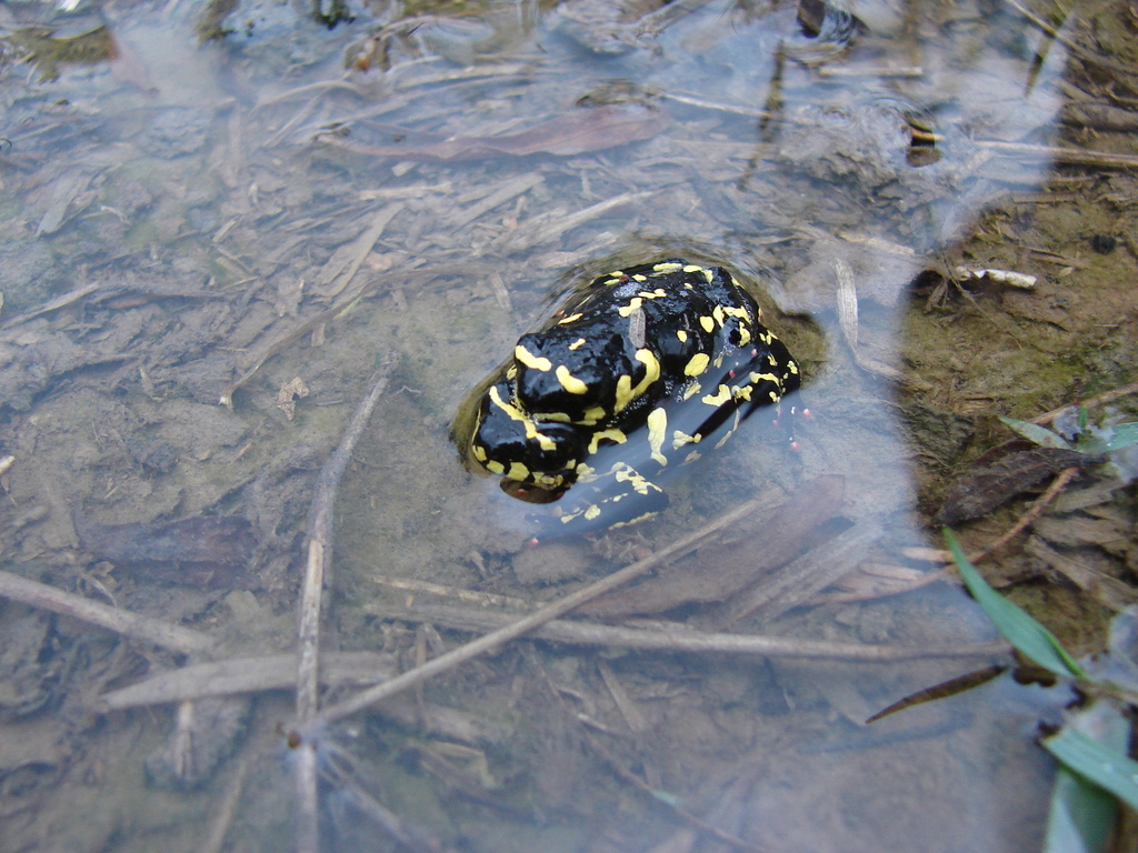 Klappenbach's red-bellied frog from 1 de Mayo, Chaco, Argentina on ...