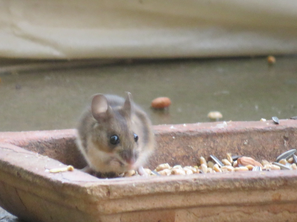 European Wood Mouse from Aapark, Lachen SZ, Schwyz, CH on November 29 ...