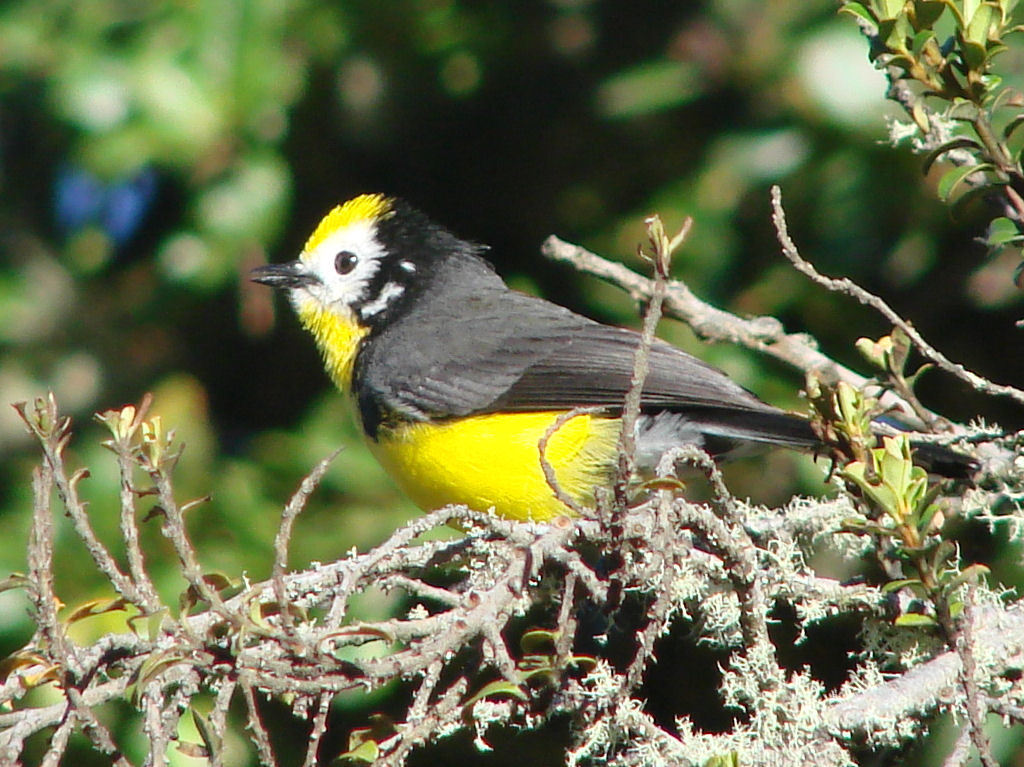 Golden-fronted Redstart (Myioborus ornatus) - Avian Discovery