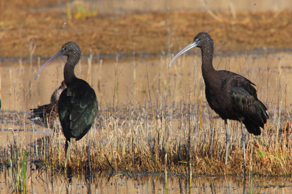 Glossy Ibis (Birds of Montserrat) · iNaturalist