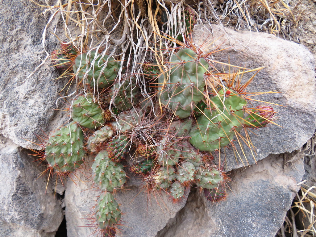 Airampoa ayrampo from Pueb Coporaque, 04150, Peru on November 5, 2019 ...