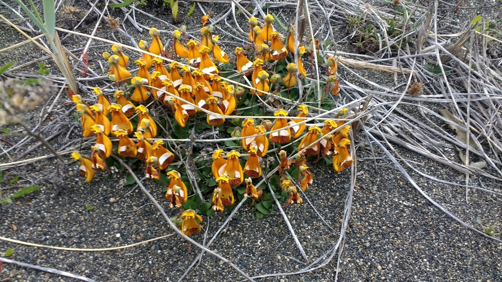 Darwin's Slipper from Río Grande, Tierra del Fuego, Argentina on ...