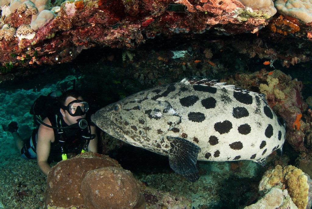 Potato Rockcod from Cook, QLD, Australia on July 29, 2011 at 12:29 PM ...