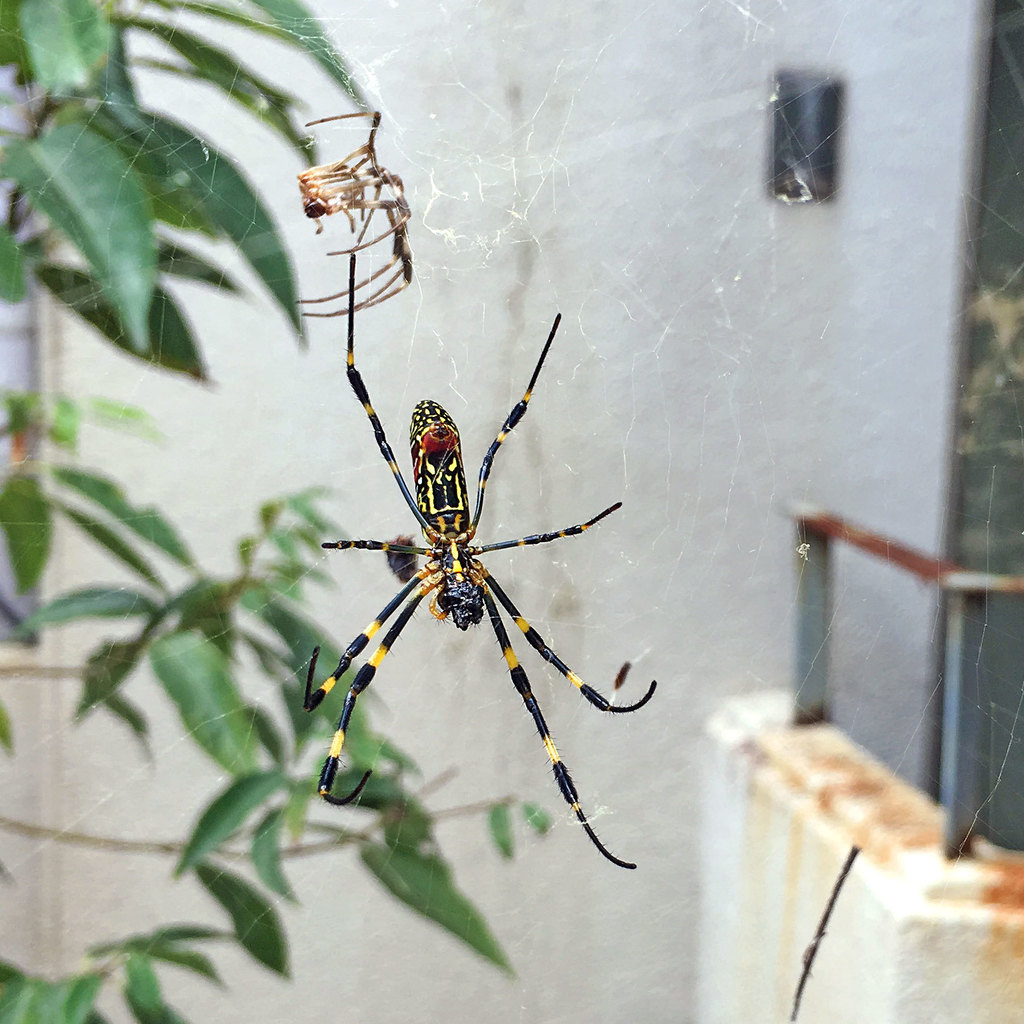 Joro Spider from Murasakinokitafunaokacho, Kita-Ku, Kyoto-Shi, Kyōto ...