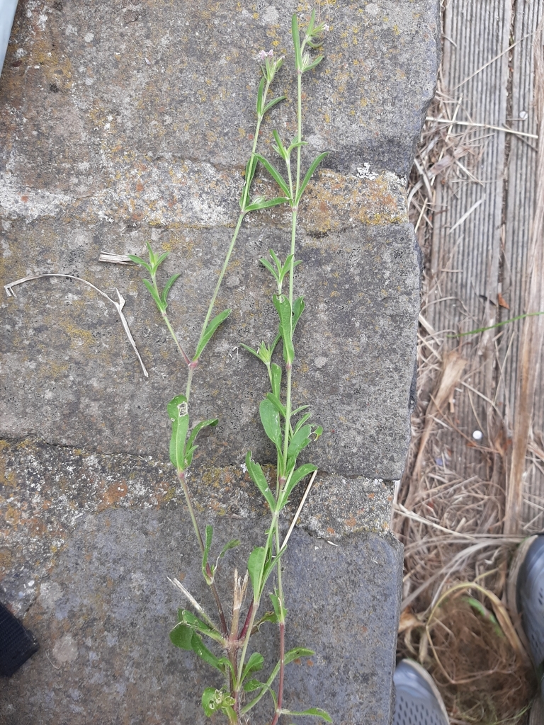 Small-flowered Catchfly from Mount Pleasant, Christchurch 8081, New ...