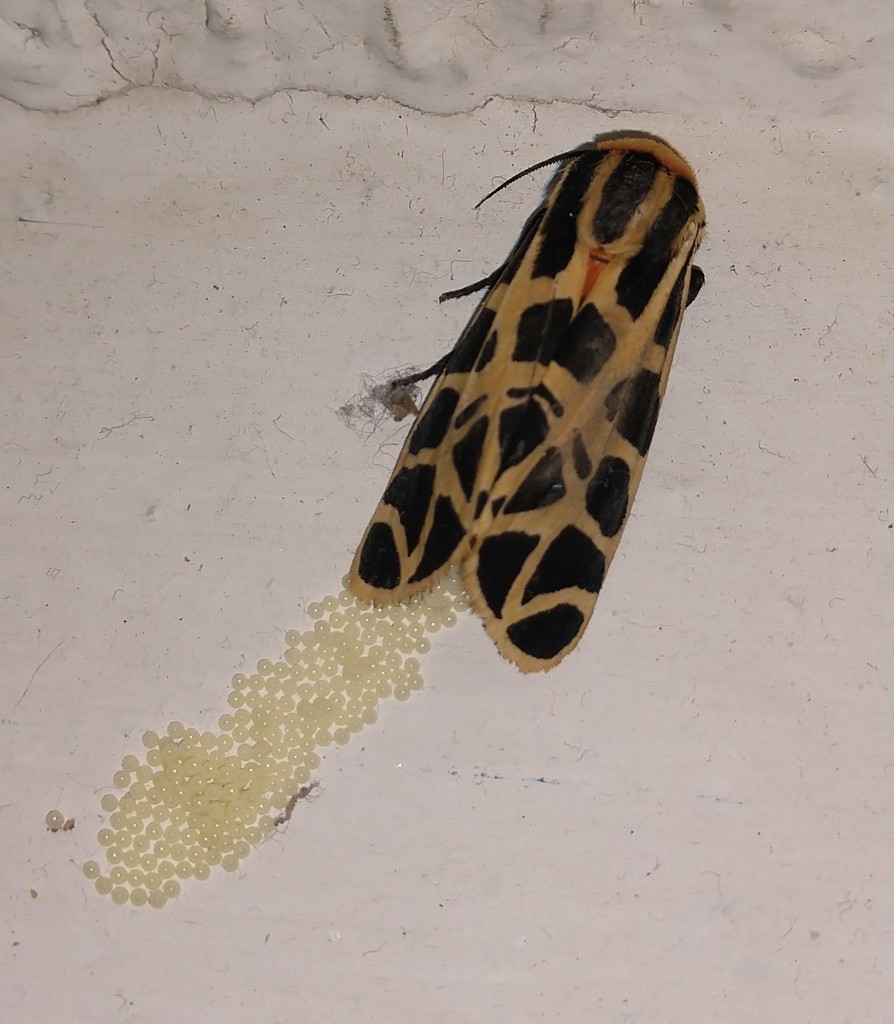 Mexican Tiger Moth from Valencia, La Virgen, 43880 Villa de Tezontepec ...