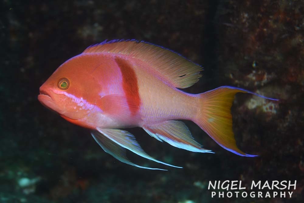 Redbar Anthias from Queensland, Australia on November 29, 2019 at 11:37 AM by Nigel Marsh ...