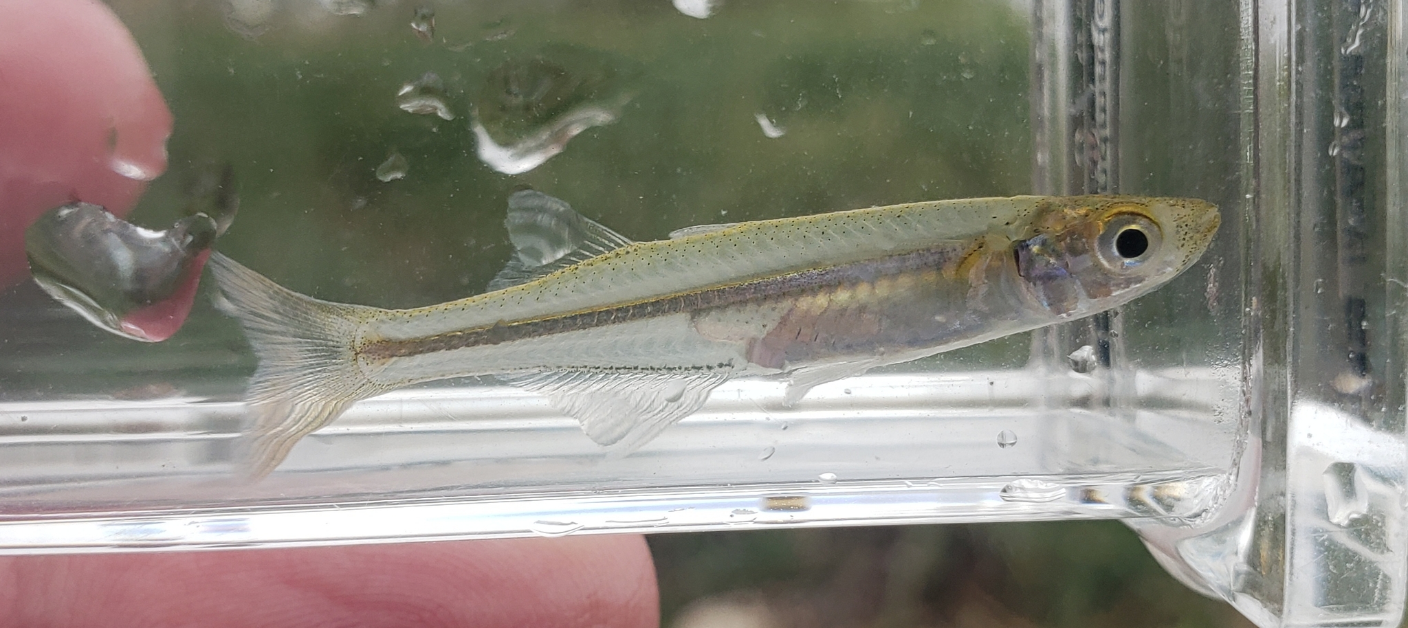 Silversides Sacramento Delta