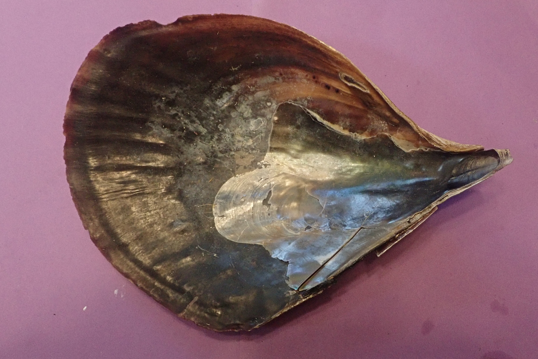 Atrina vexillum (Born, 1778)