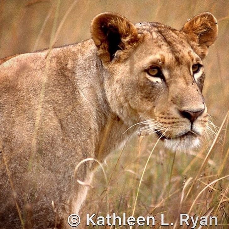 Southern Lion in August 1988 by Kathleen L. Ryan · iNaturalist