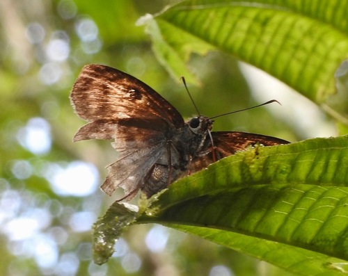 Cyclosemia anastomosis · iNaturalist