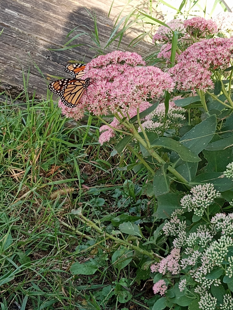 Monarch from Meeker County, MN, USA on September 21, 2025 at 05:22 PM ...