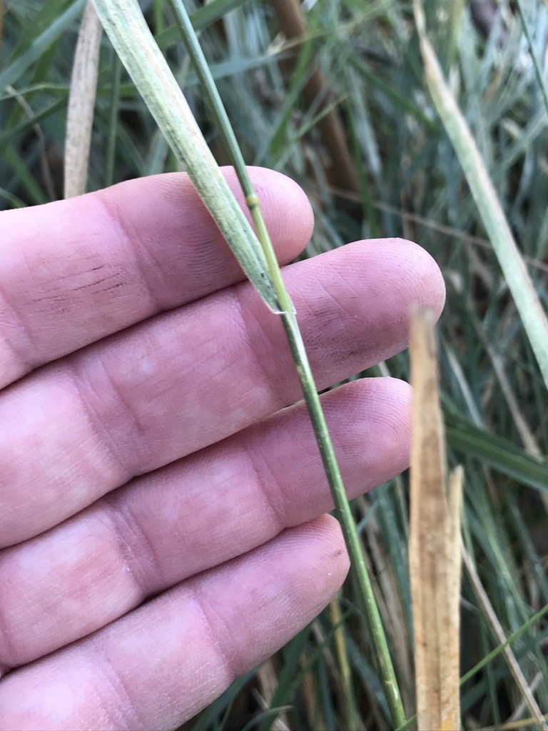 blue wild rye from El Escorpion Park, Los Angeles County, US-CA, US on ...
