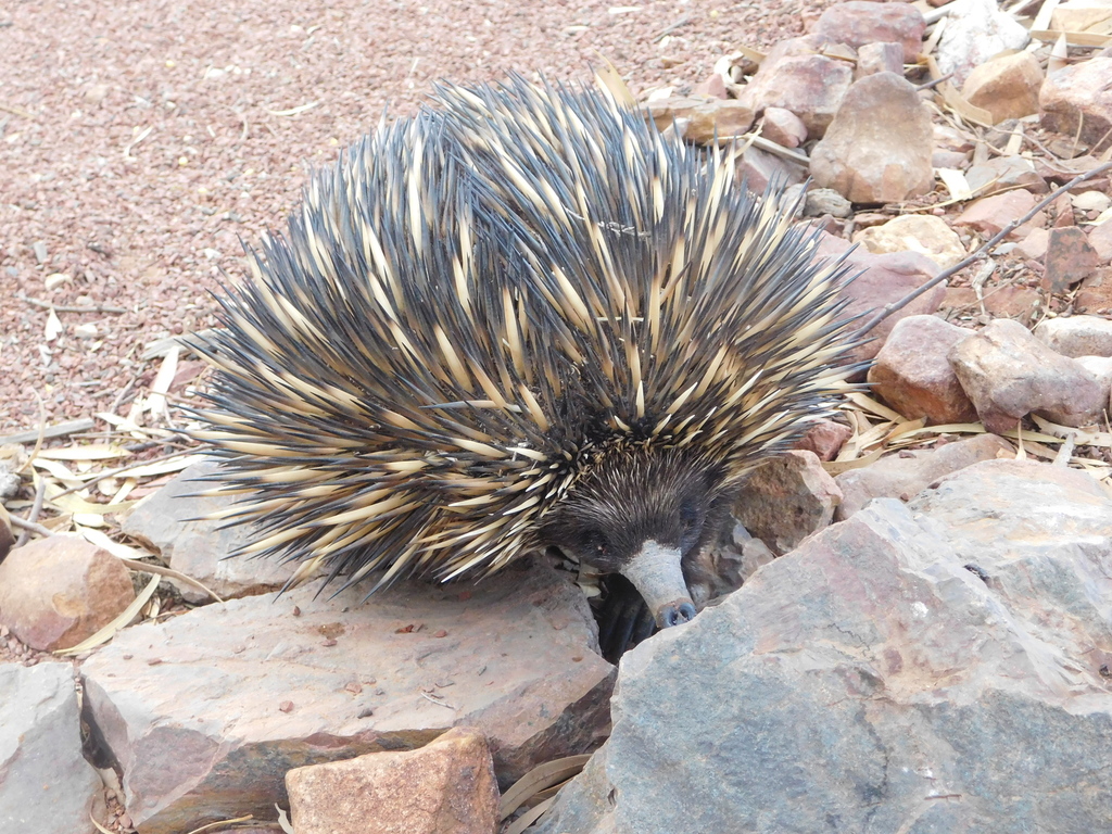 Eastern Short-beaked Echidna (Tachyglossus aculeatus aculeatus) - Know ...
