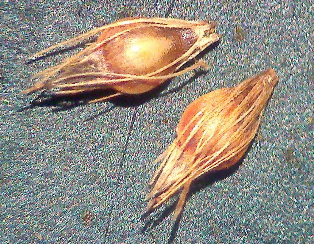 Large Beakrush (Rhynchospora macra) - Botanical Realm