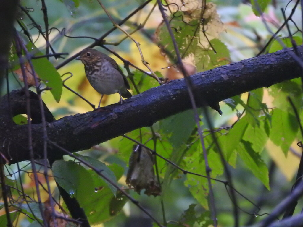 Swainson's Thrush from Carmel, IN, USA on September 22, 2025 at 06:50 ...