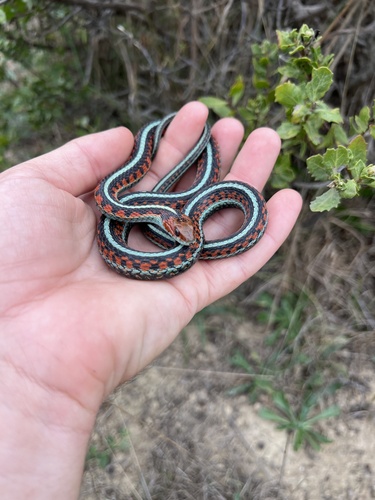 California Red-sided Garter Snake (Thamnophis sirtalis infernalis ...