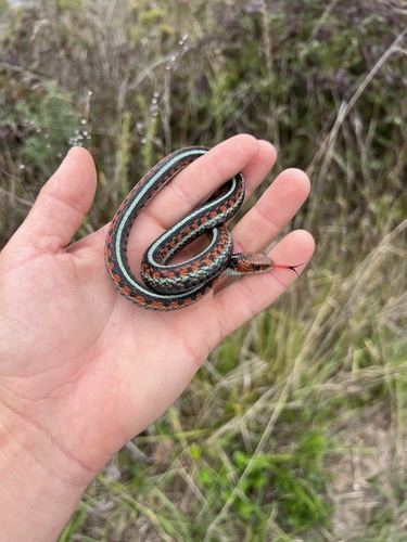 California Red-sided Garter Snake (Thamnophis sirtalis infernalis ...