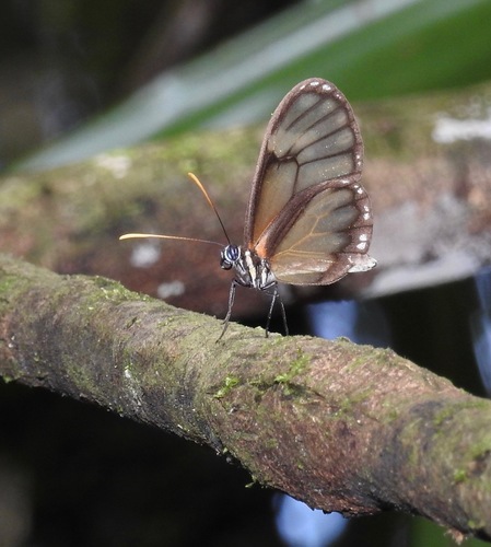 Pteronymia fumida · iNaturalist