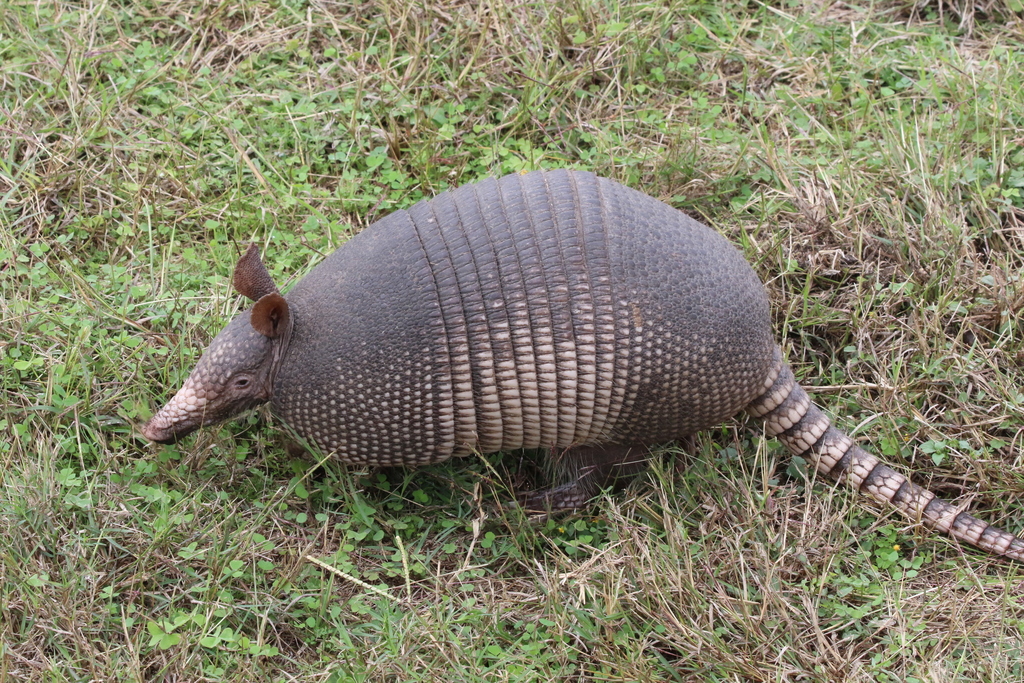 Nine-banded Armadillo from 1 Wildlife Cir, Austwell, TX 77950, USA on ...