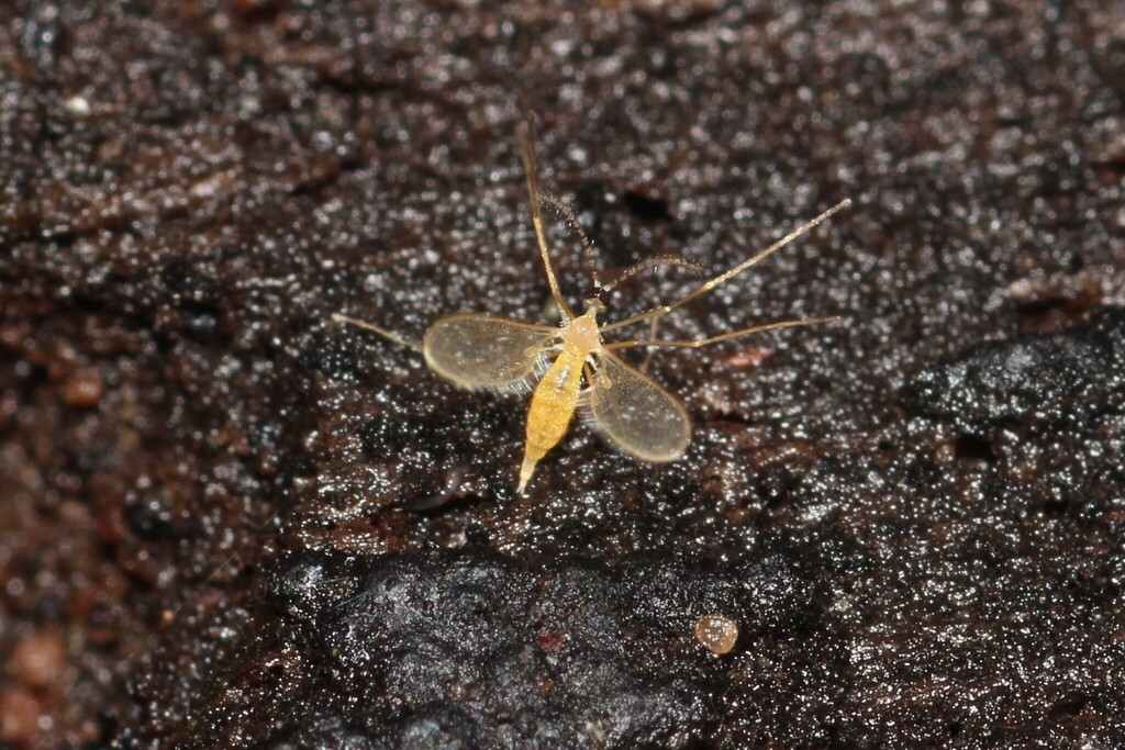 Entomophthoraceae from Orange County, IN, USA on September 25, 2025 at ...