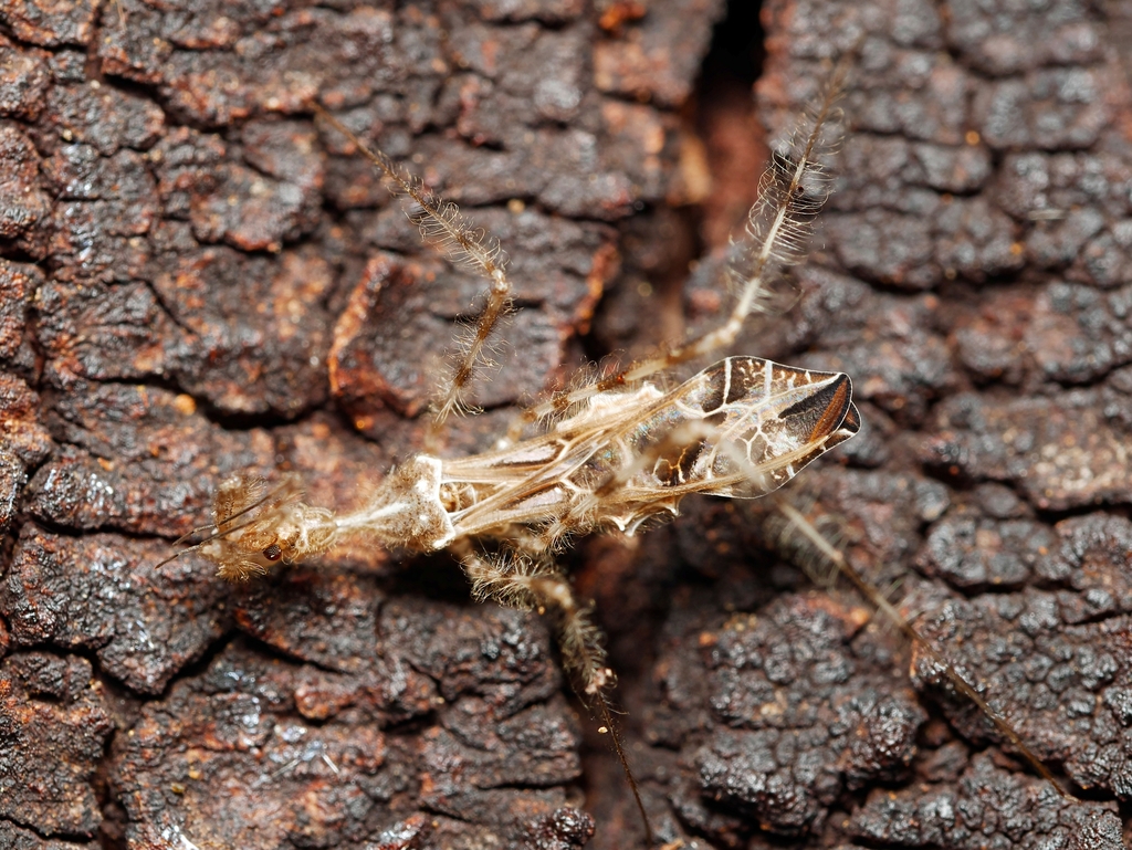 Stenolemus fraterculus from Melbourne VIC, Australia on December 15 ...