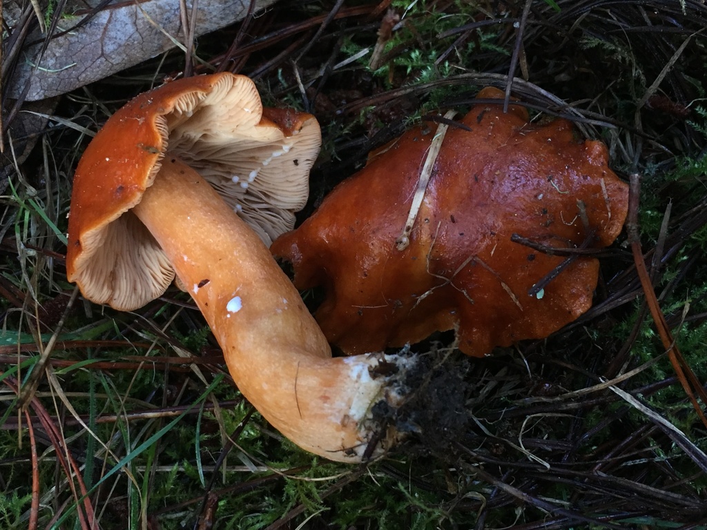 Lactarius subviscidus from Humboldt Hill, CA 95503, USA on November 29 ...