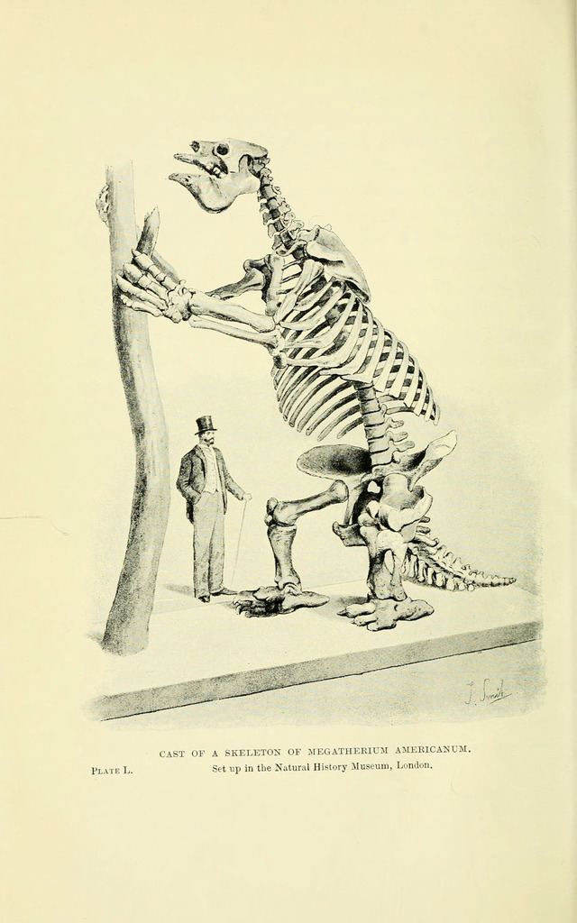 Giant Ground Sloth (Megatherium americanum) - Know Your Mammals