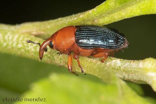 Baris vianai · iNaturalist Baris vianai · iNaturalist