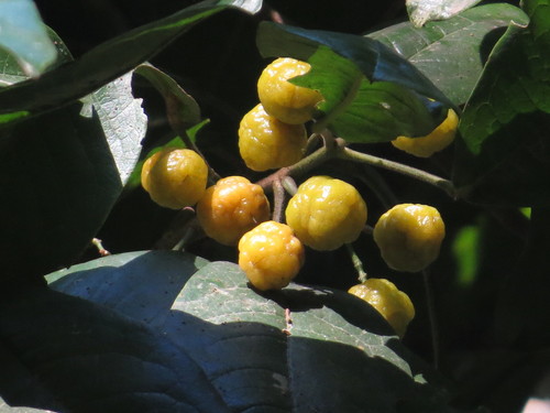 Fuzzy Lemon Aspen (Acronychia vestita) · iNaturalist
