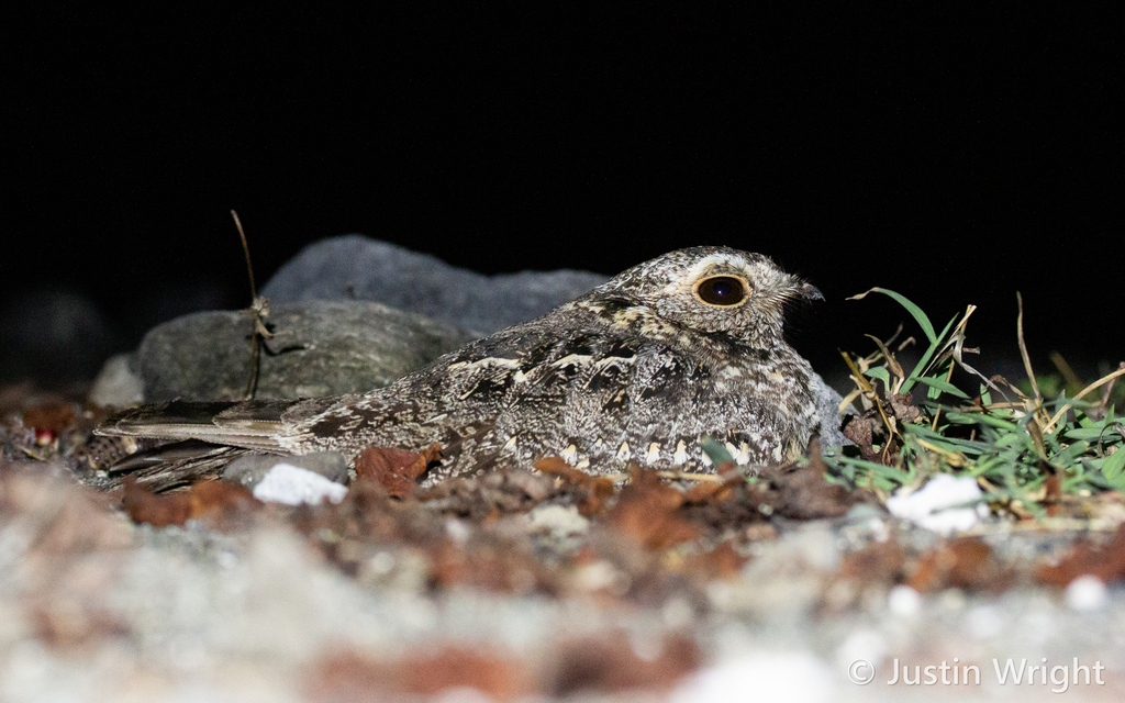 Savanna Nightjar from Bobonaro, Timor-Leste on July 30, 2025 at 11:13 ...