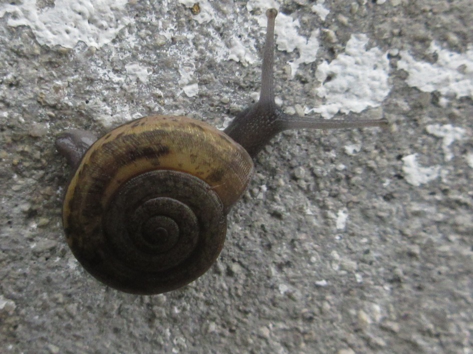 Siamese Common Snail from Wiang Nuea, Mueang Lampang District, Lampang ...