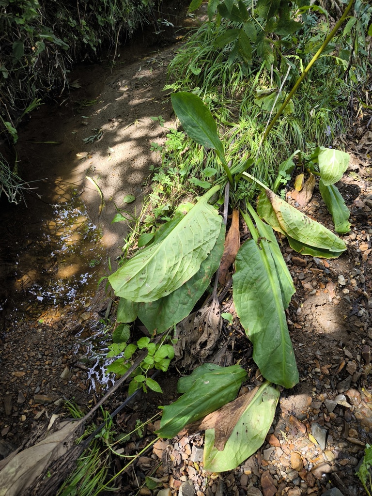 White Skunk Cabbage from р. Ирша, Анивский р-н, Сахалинская обл ...