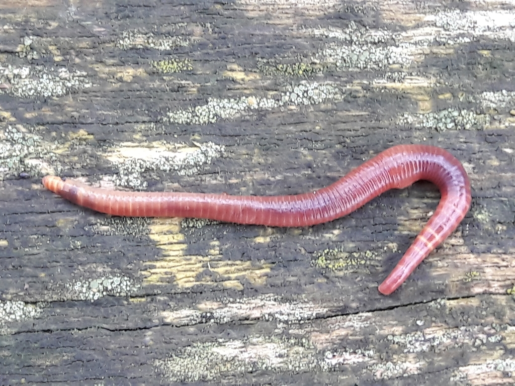 Common Earthworm from Martigné-Briand, 49540 Terranjou, France on ...
