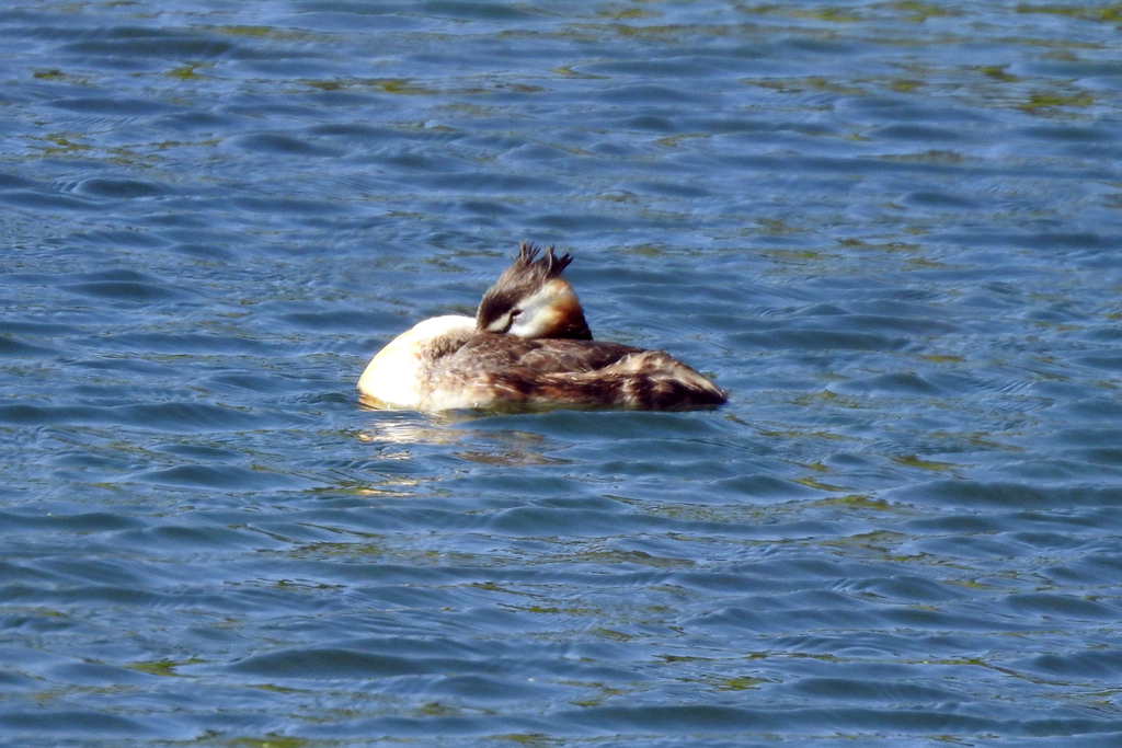 Great Crested Grebe from Scrivener Dam from Yarramundi Reach, ACT ...