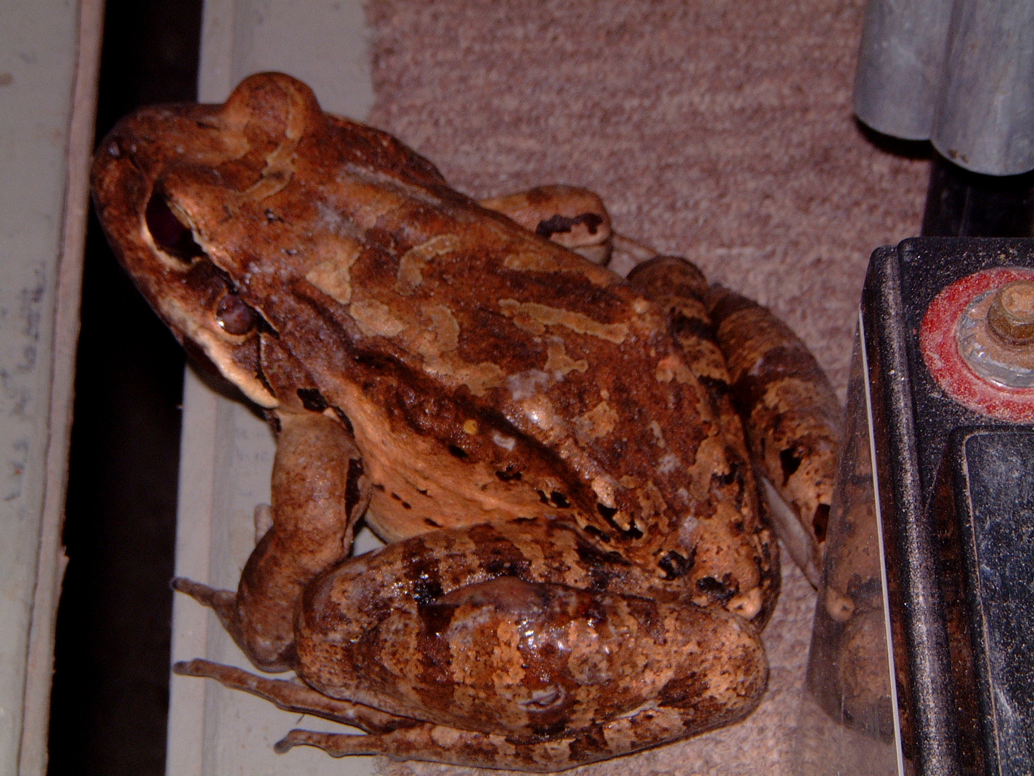 Leptodactylus fallax Müller, 1926