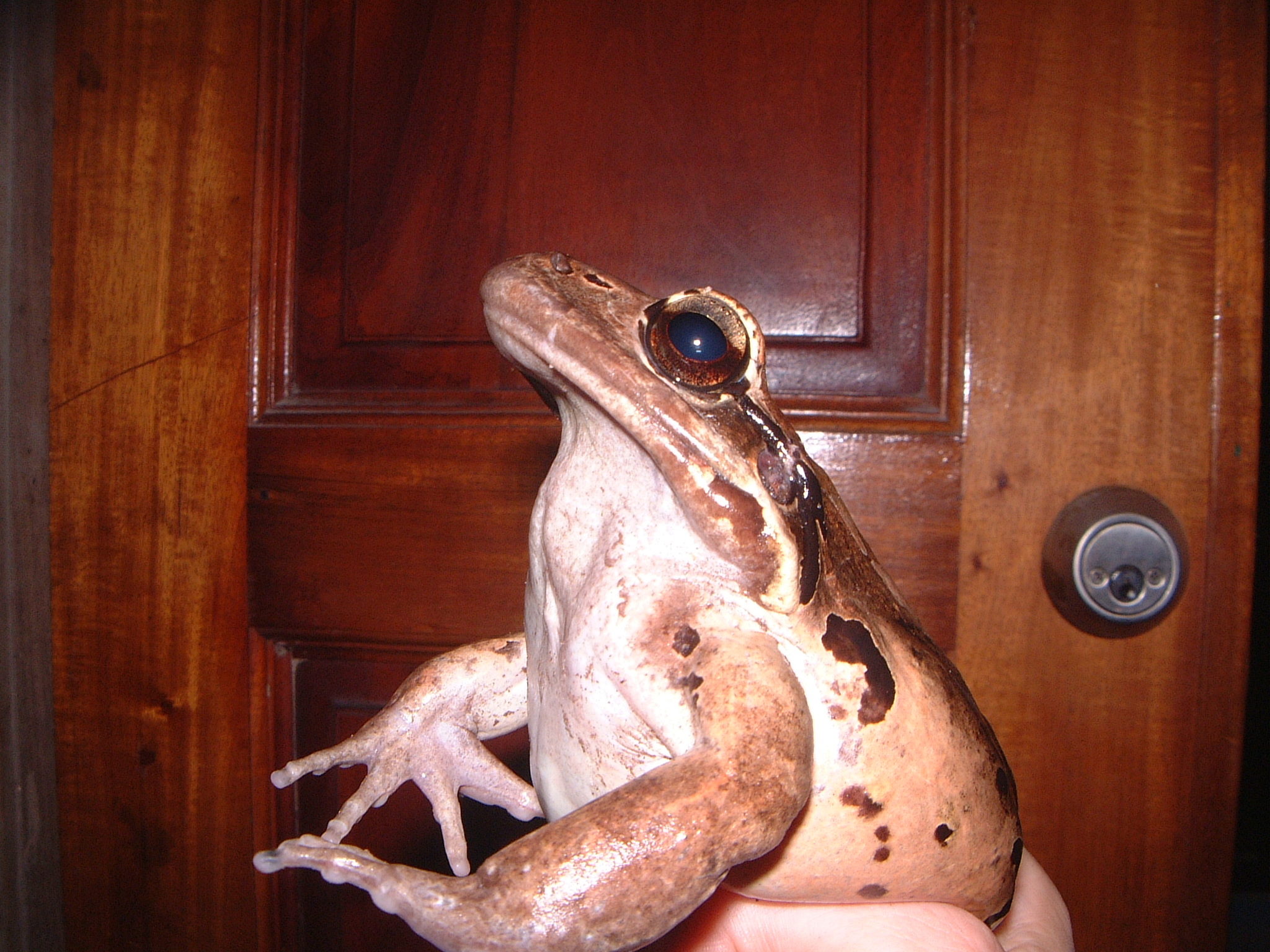 Leptodactylus fallax Müller, 1926