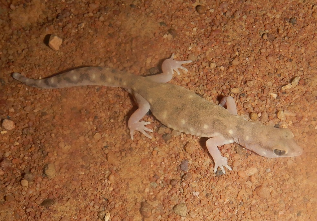 Northern Beaked Gecko from Durack WA 6743, Australia on November 28 ...
