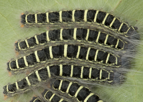 Euglyphis jessiehillae · iNaturalist