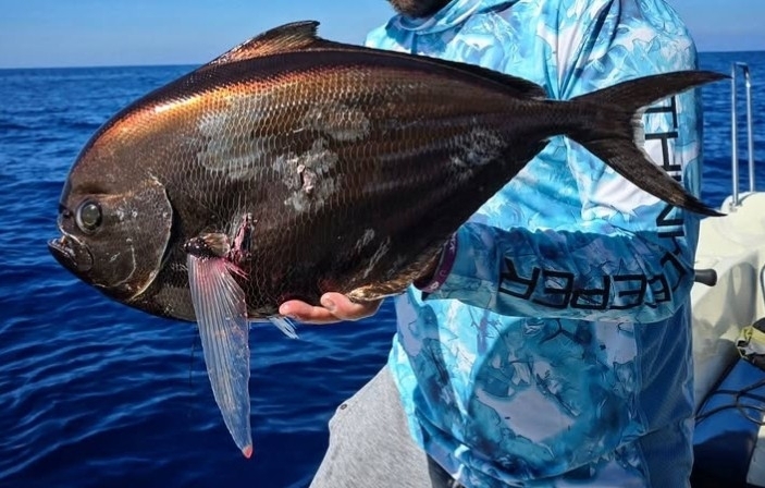 Pomfrets (Bramidae) - Marine Life Identification
