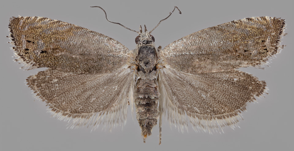 Cydia archaeochrysa (Madeira Butterflies) · iNaturalist