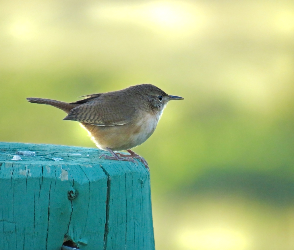 southern house wren from Martinópolis - SP, 19500-000, Brasil on July ...