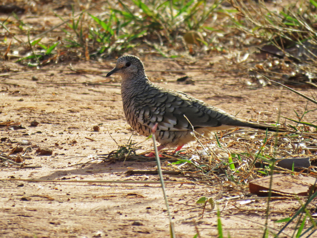 Scaled Dove from Martinópolis, SP, 19500-000, Brasil on July 25, 2019 ...