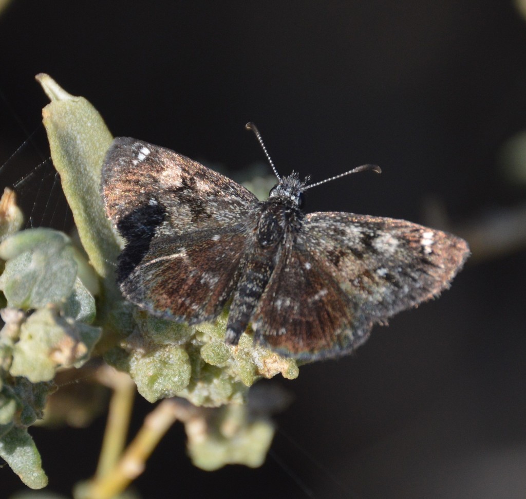 Saltbush Sootywing (Butterflies / Moths of Highline Lake State Park ...