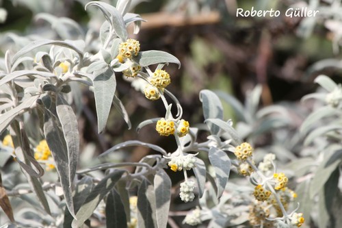 Buddleja cordobensis · NaturaLista Colombia