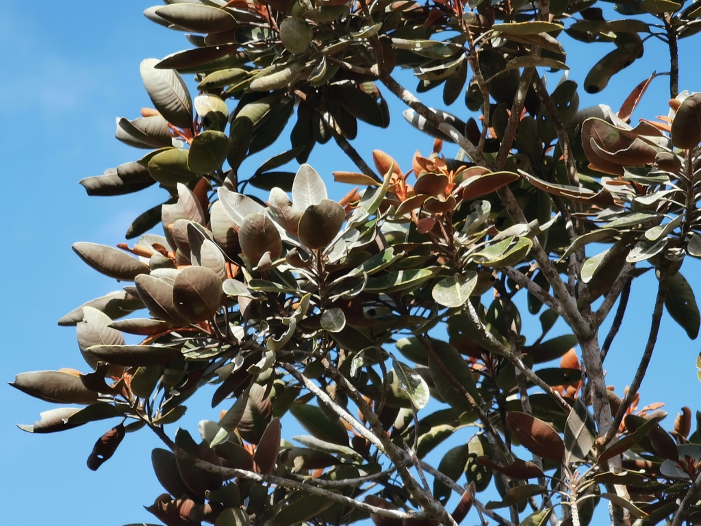 Sideroxylon puberulum from Rivière Noire, Maurice on October 8, 2019 at ...