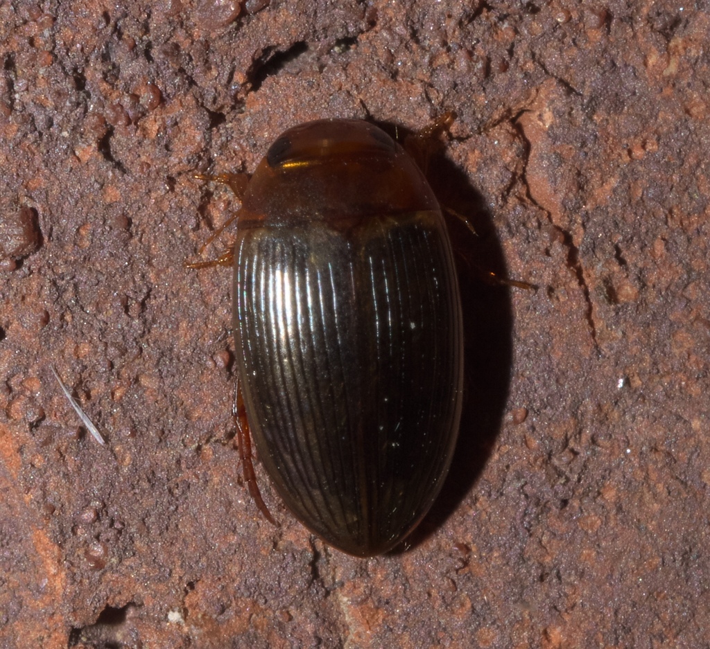 Copelatus glyphicus from Mayes County, US-OK, US on June 29, 2015 at 03 ...