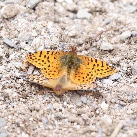 Doncella Común (Insectos en huertas y jardines de Bariloche) · iNaturalist