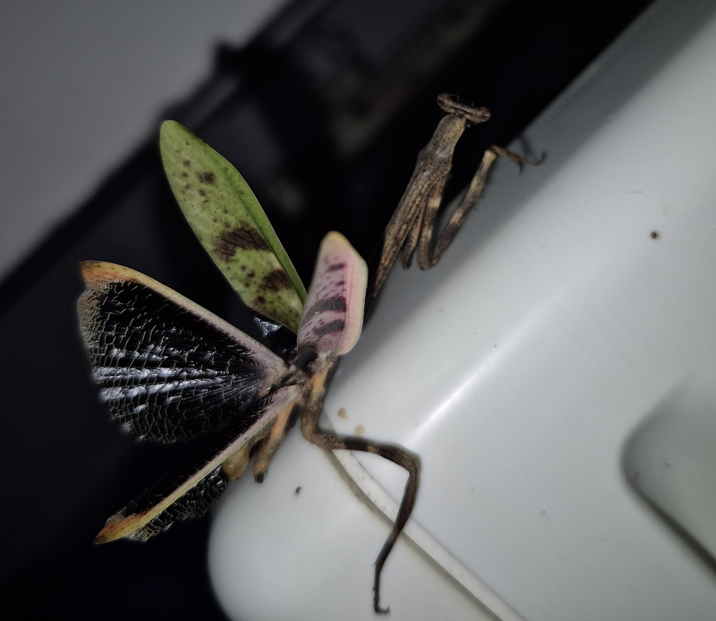 Pseudovates tripunctata from Gravatá, PE, Brasil on September 26, 2025 ...